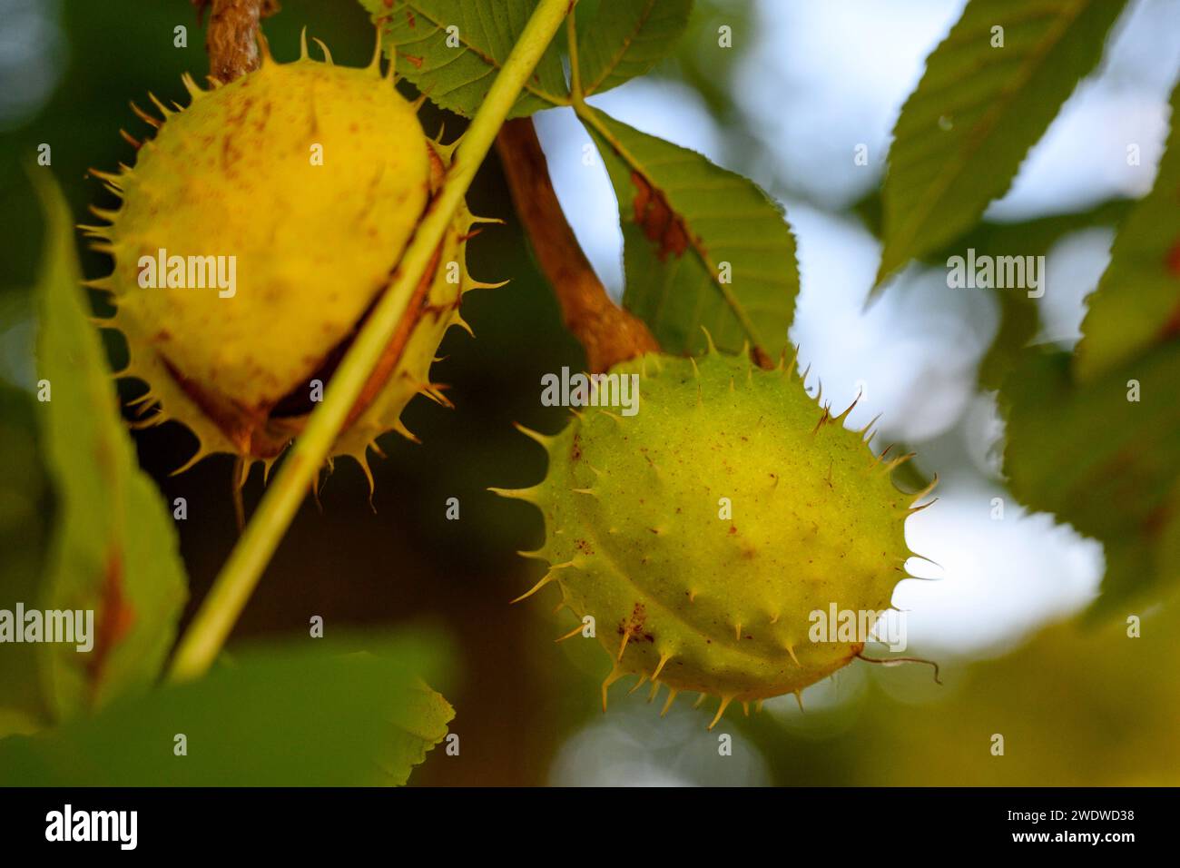 Green spiky fruits hi-res stock photography and images - Alamy