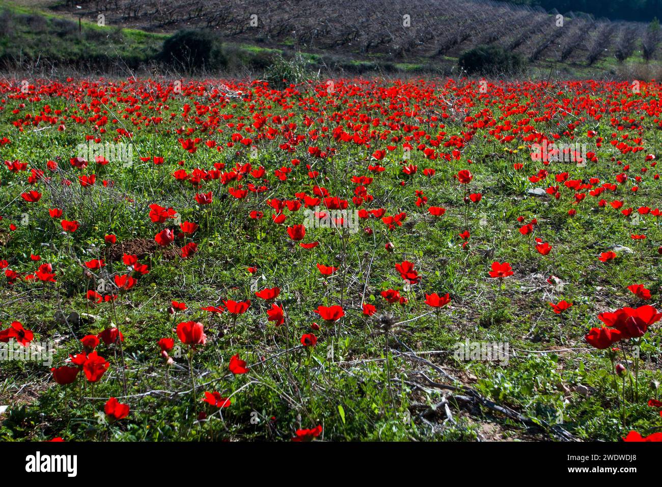 Israel, A field of spring wildflowers Anemone coronaria (Poppy Anemone ...