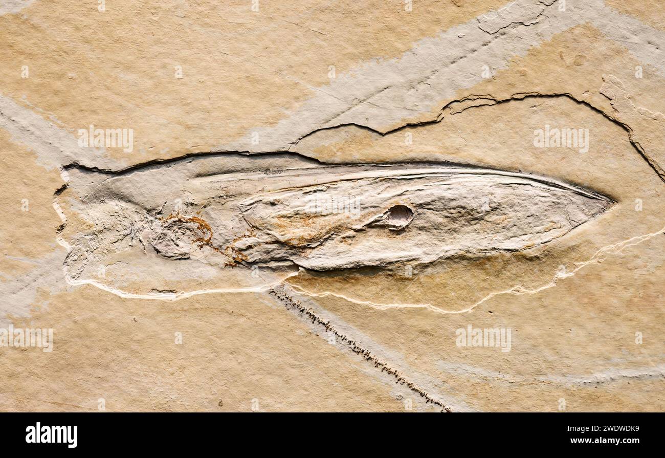 Marine animal Plesioteuthis or prehistoric squid fossil impint in stone ... Marine animal Plesioteuthis or prehistoric squid fossil impint in stone ...