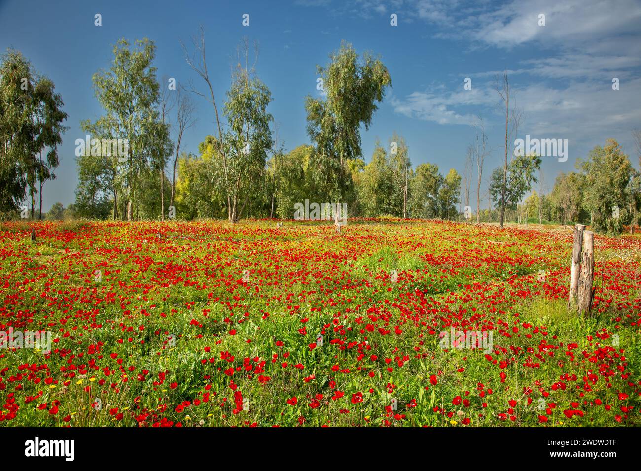Israel, A field of spring wildflowers Anemone coronaria (Poppy Anemone ...