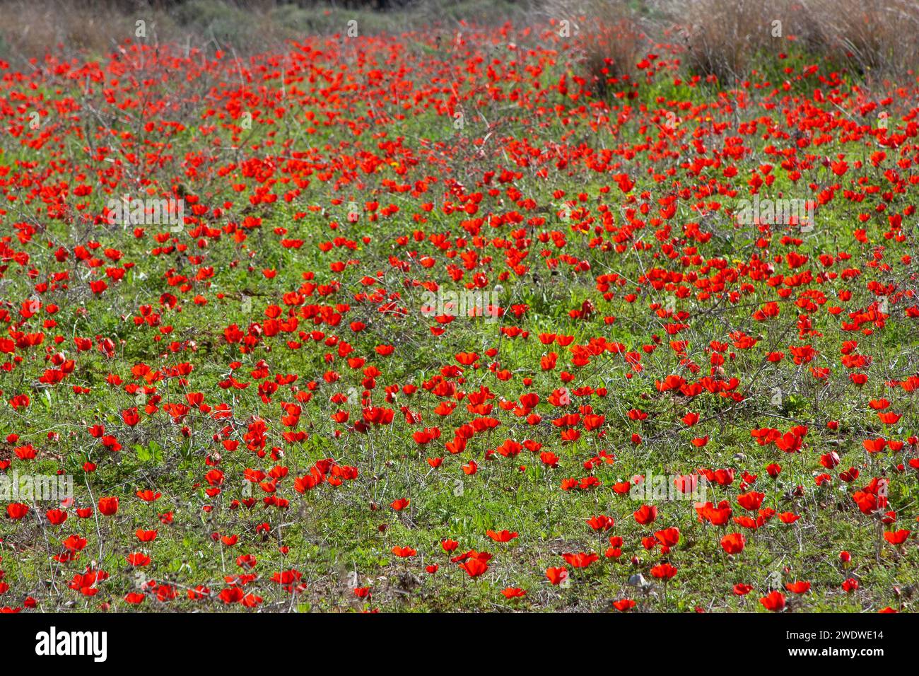 Israel, A field of spring wildflowers Anemone coronaria (Poppy Anemone ...