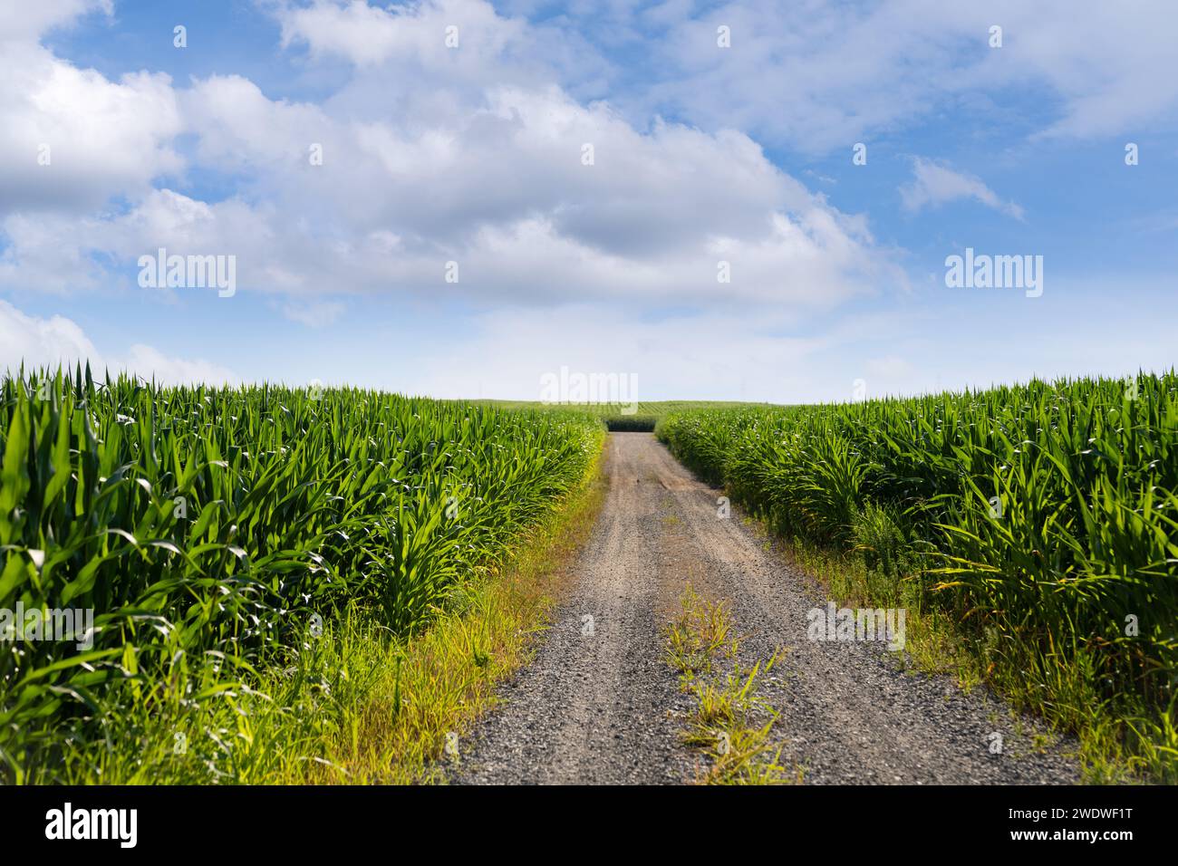 Corn field blue sky hi-res stock photography and images - Alamy