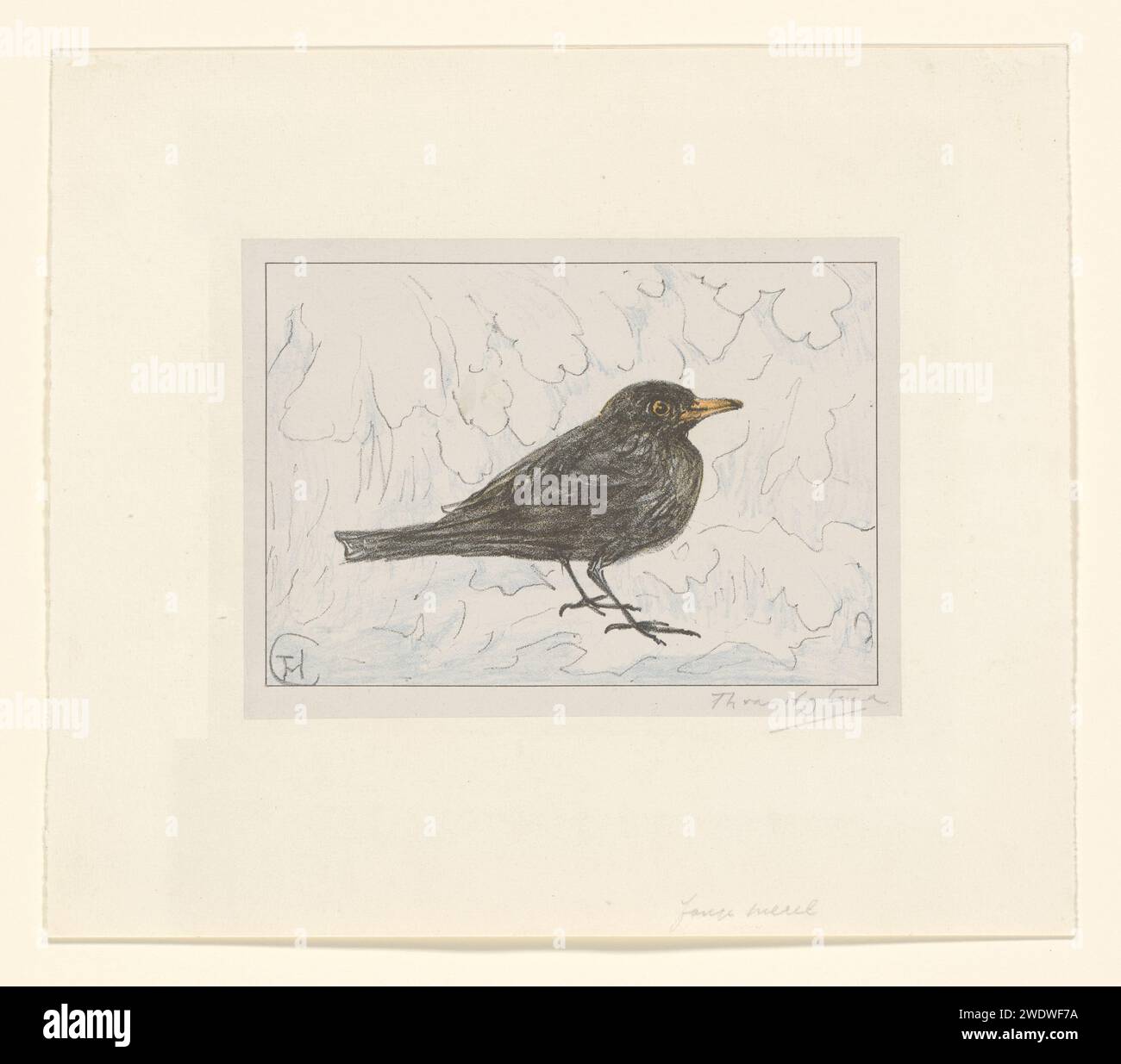 Black Lijster, Theo Van Hoytema, 1878 - 1917 print paper. song-birds ...