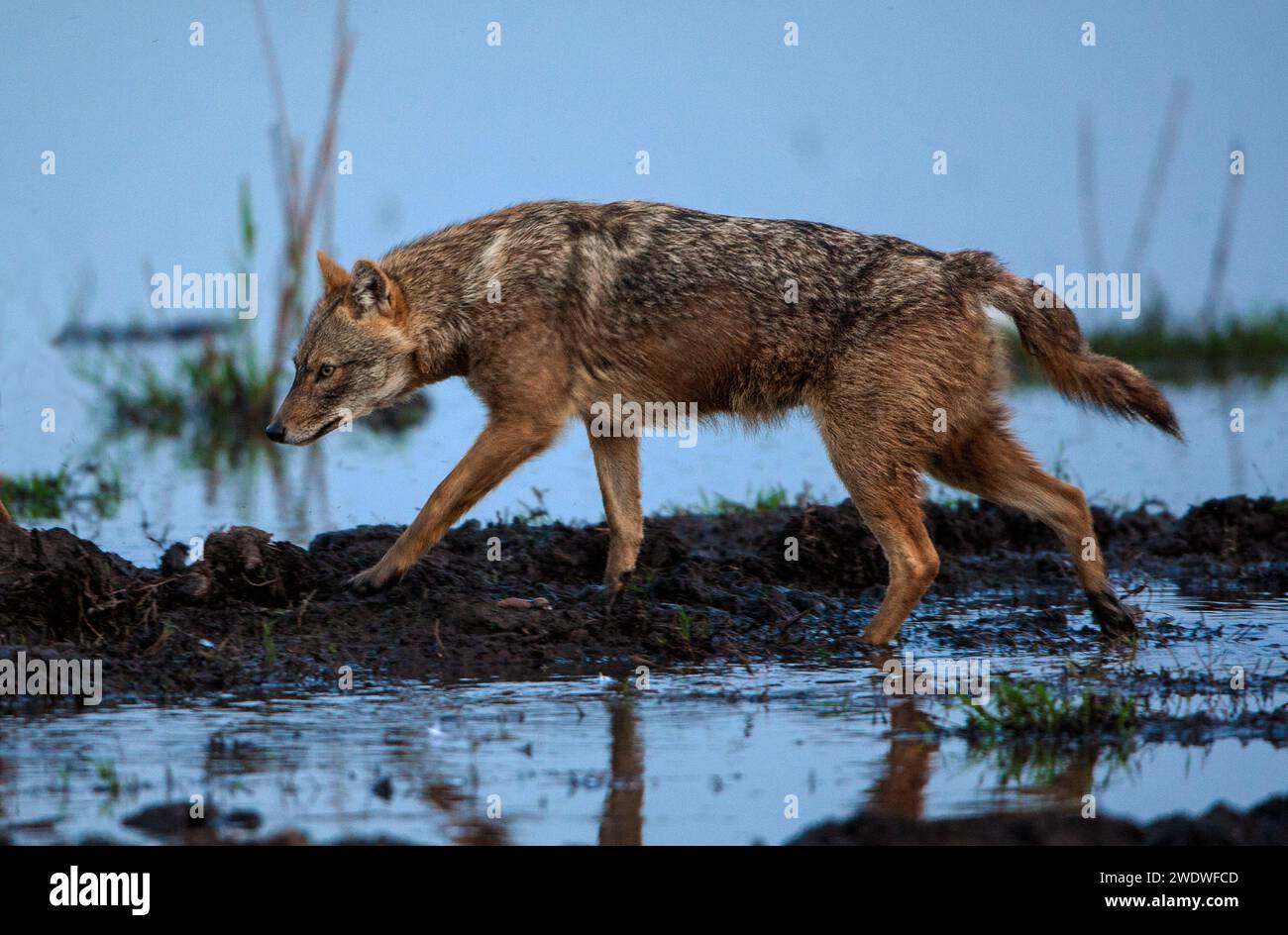 Golden Jackal (Canis aureus), also called the Asiatic, Oriental or ...