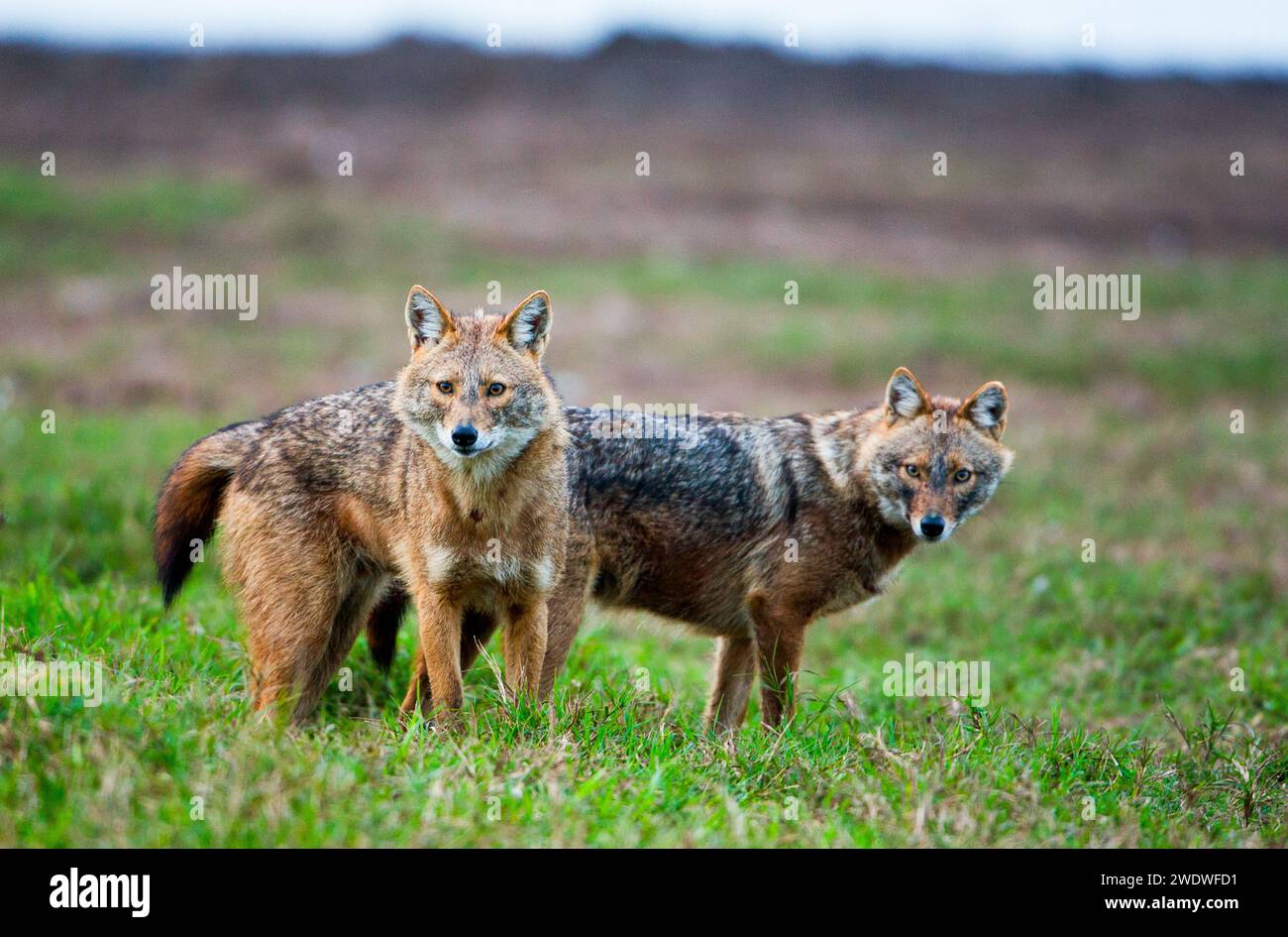 Golden Jackal (Canis aureus), also called the Asiatic, Oriental or ...