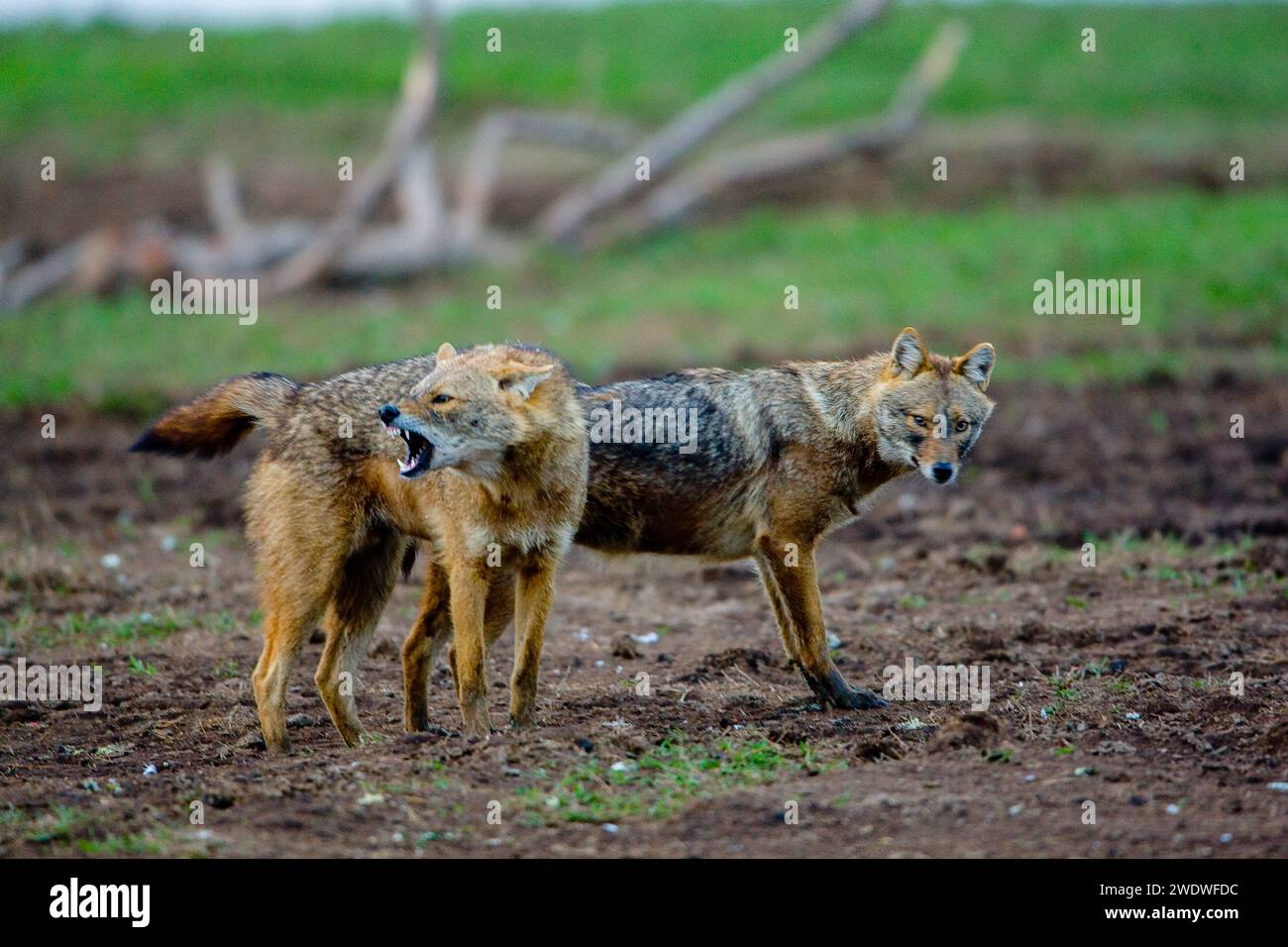 Golden Jackal (Canis aureus), also called the Asiatic, Oriental or ...