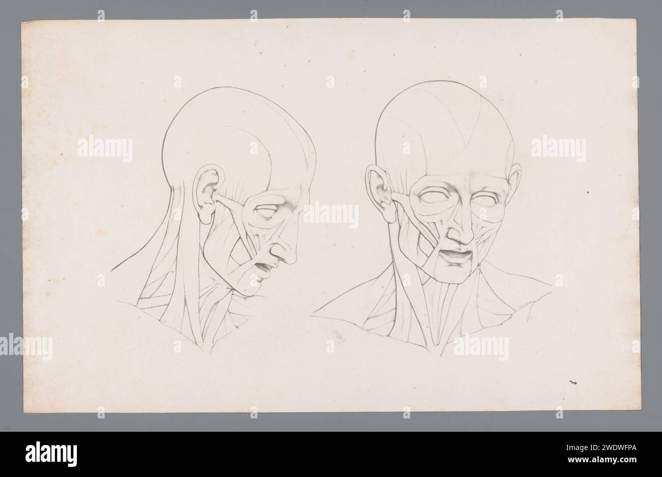 Two anatomies hi-res stock photography and images - Alamy