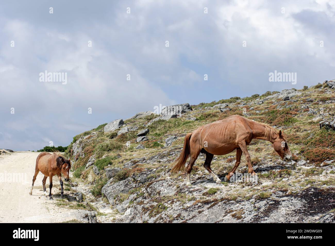 High mountaim semi-wild mare and foal. Peneda Geres national park ...