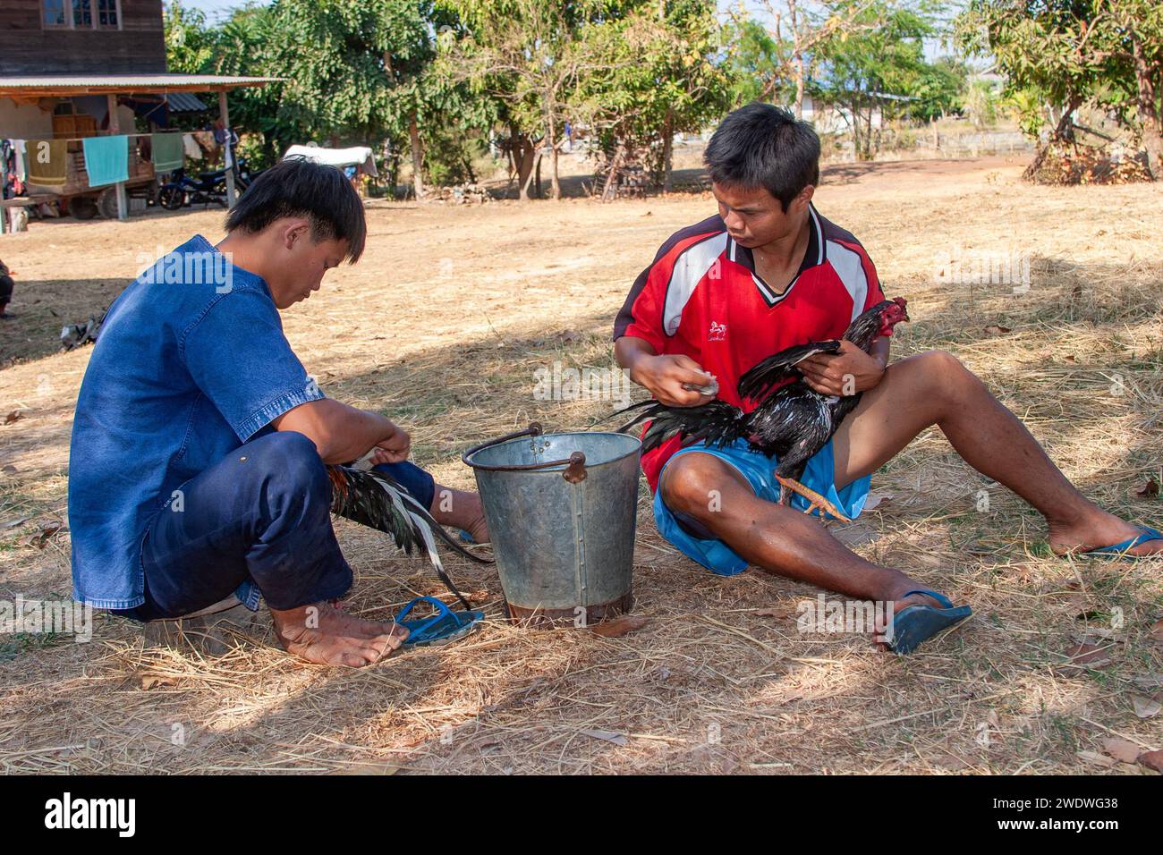 Thai men catch fish in natural fish ponds Stock Photo - Alamy