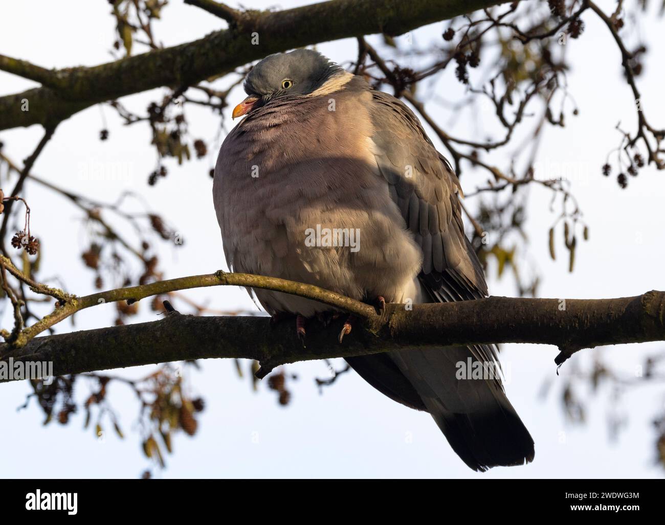 A Wood pigeon relaxes in the winter sunshine and fluffs up its plumage ...