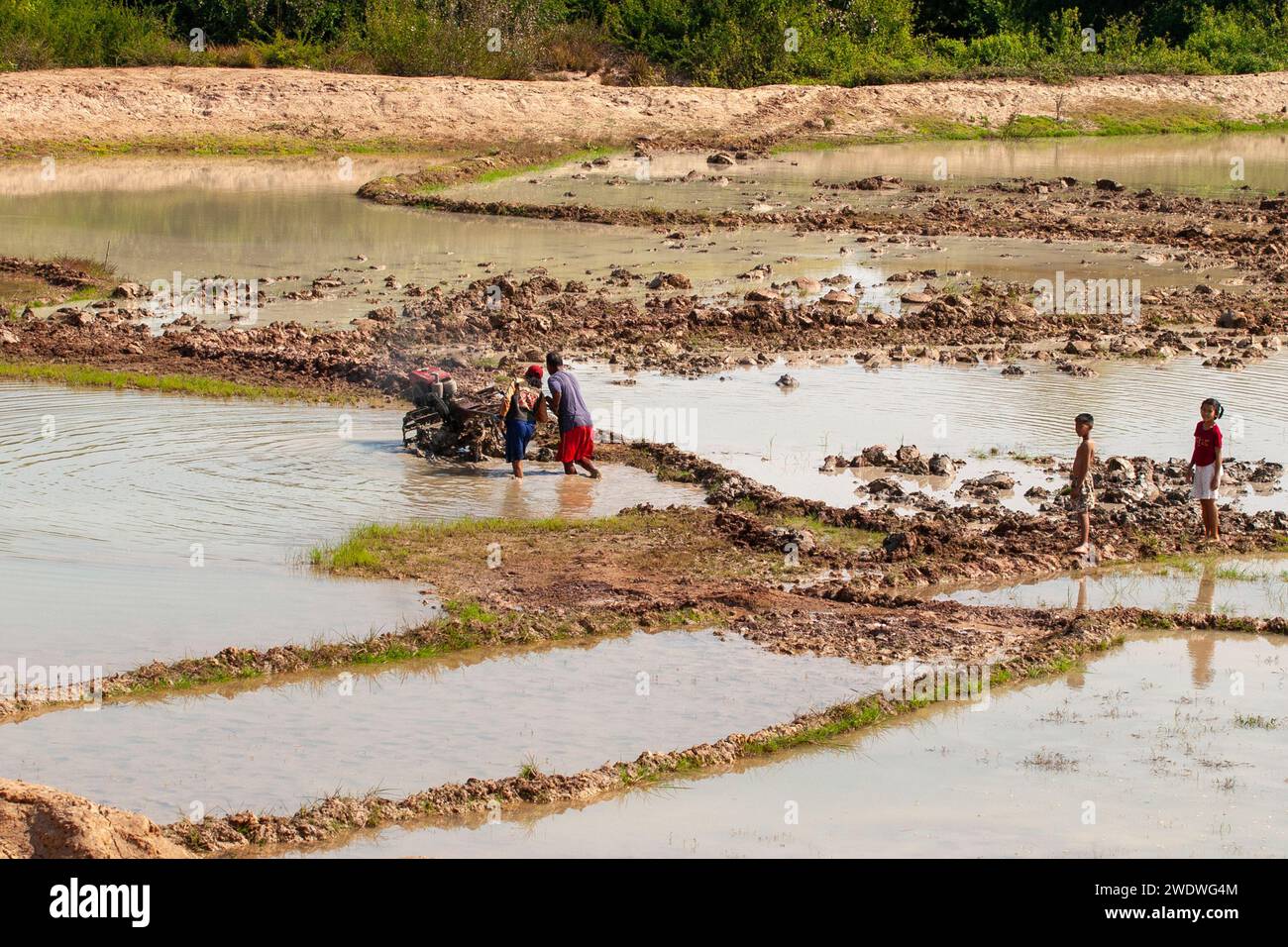 Thai men works in a rice paddy. Photographed in rural Thailand Stock ...