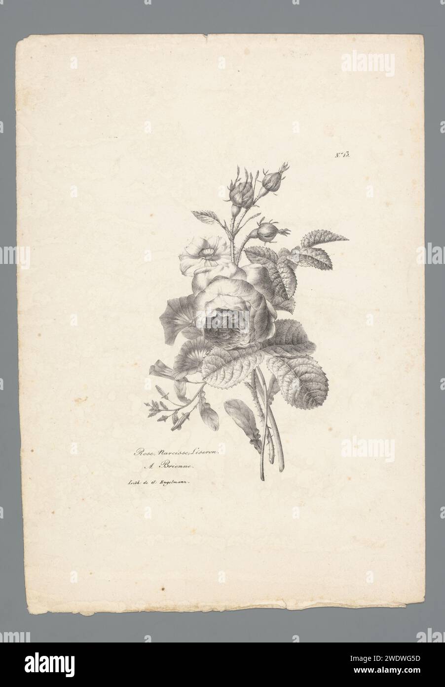 Bouquet with Roos, Narcis and Winde, Auguste Piquet de Brienne, 1817 ...
