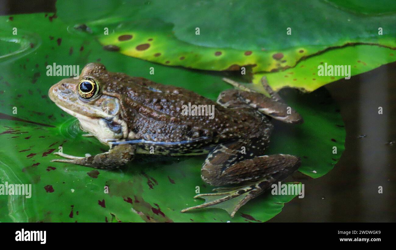 The African common toad or guttural toad (Sclerophrys gutturalis) is a ...