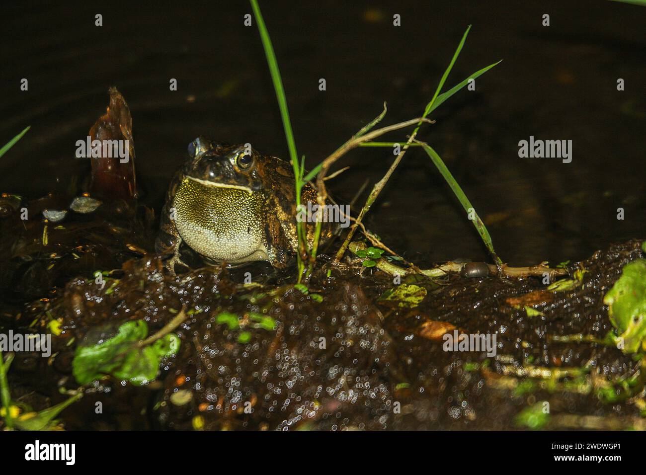 The African common toad or guttural toad (Sclerophrys gutturalis) is a ...