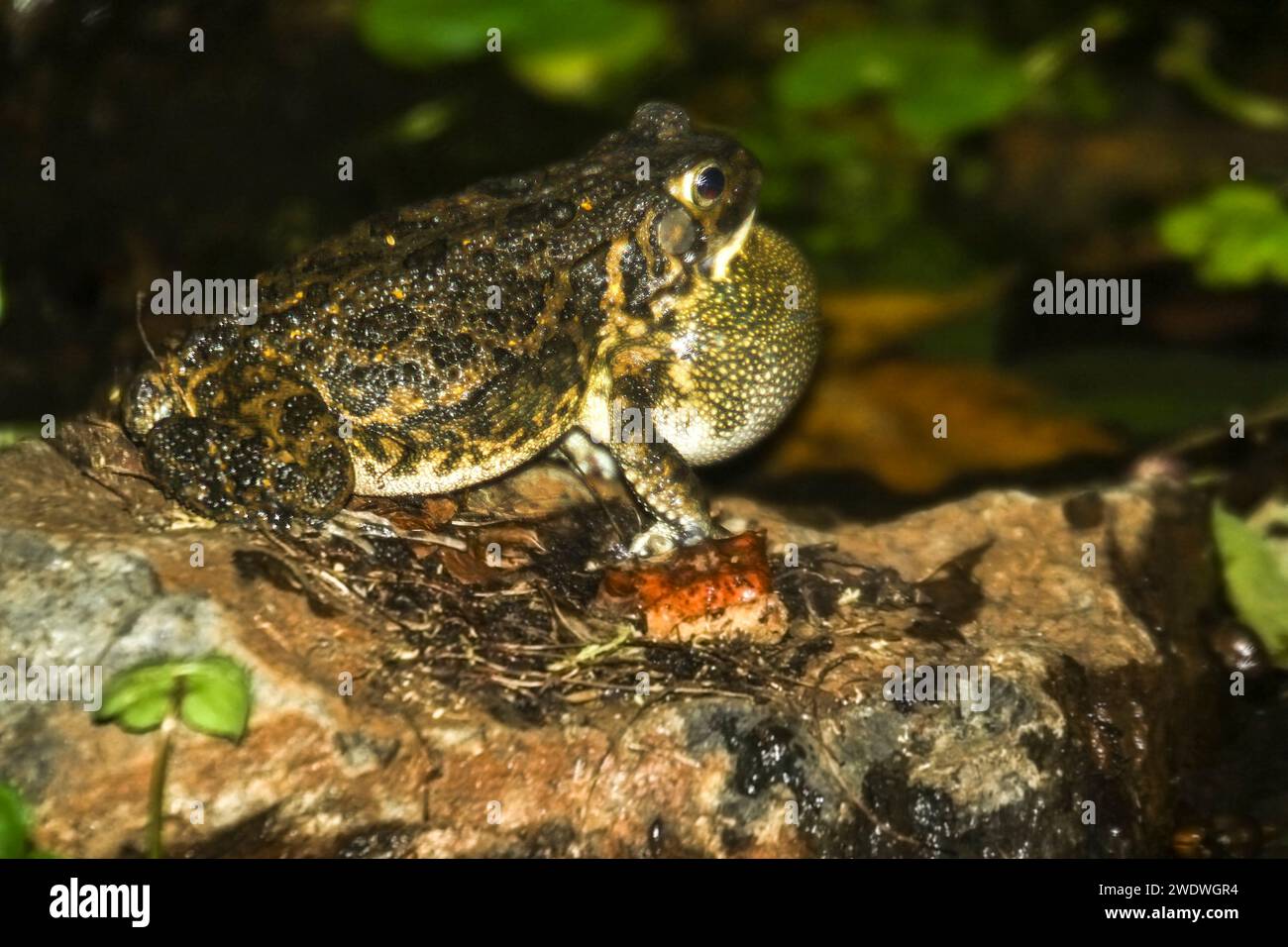 The African common toad or guttural toad (Sclerophrys gutturalis) is a ...