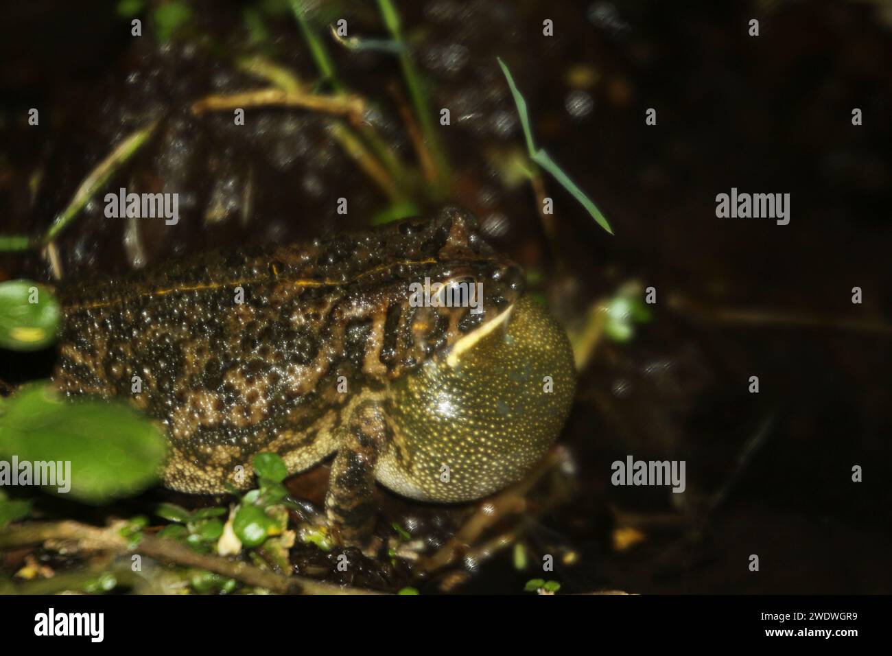 The African common toad or guttural toad (Sclerophrys gutturalis) is a species of toad in the ...
