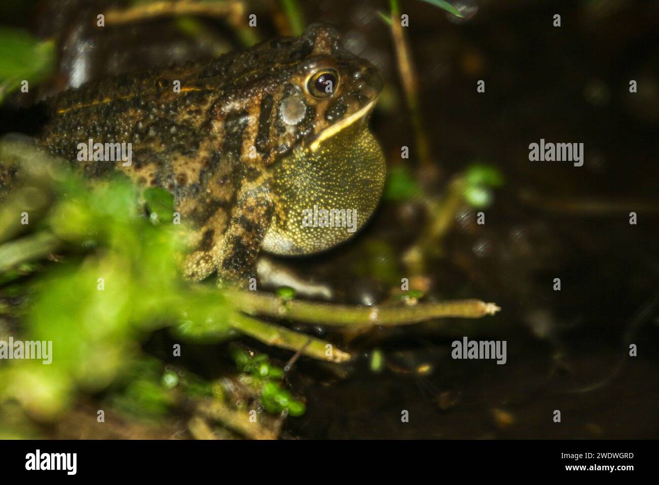 The African common toad or guttural toad (Sclerophrys gutturalis) is a ...