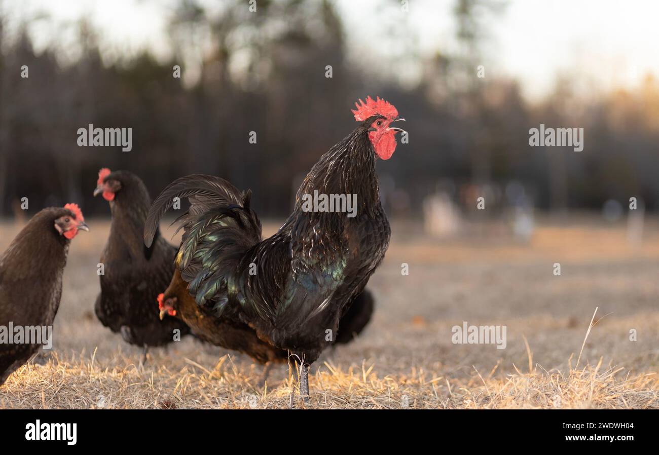 Angry rooster hi-res stock photography and images - Alamy