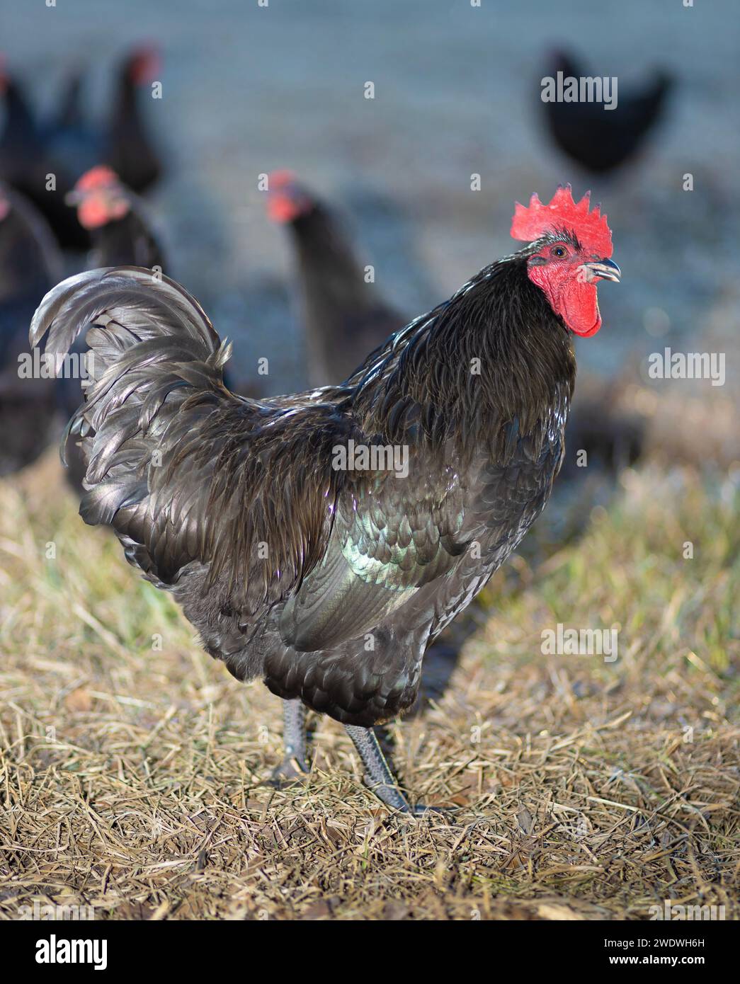 Free ranging Australorp chicken rooster with more of his flock behind ...