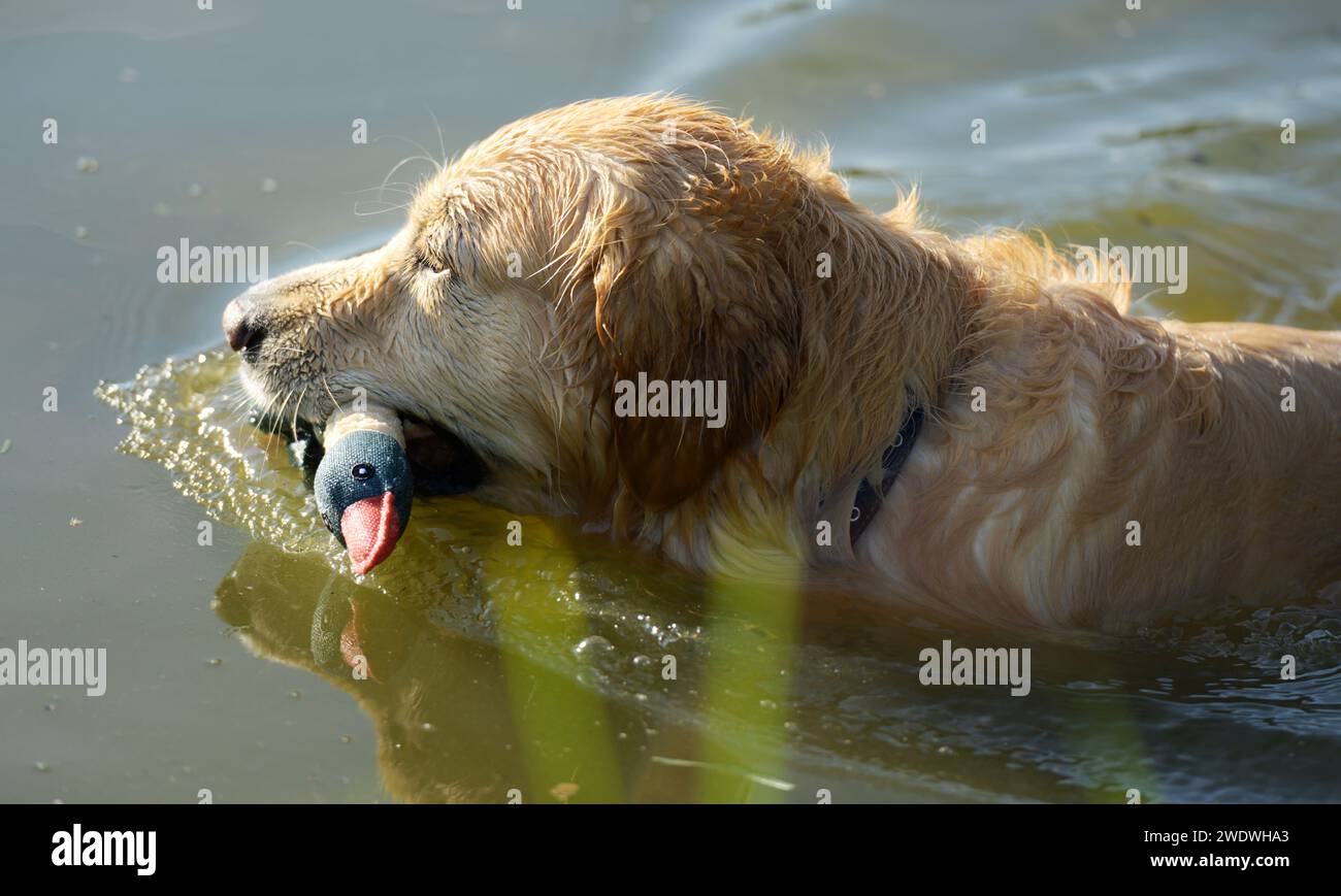 Labrador retriever holding duck hi-res stock photography and images - Alamy