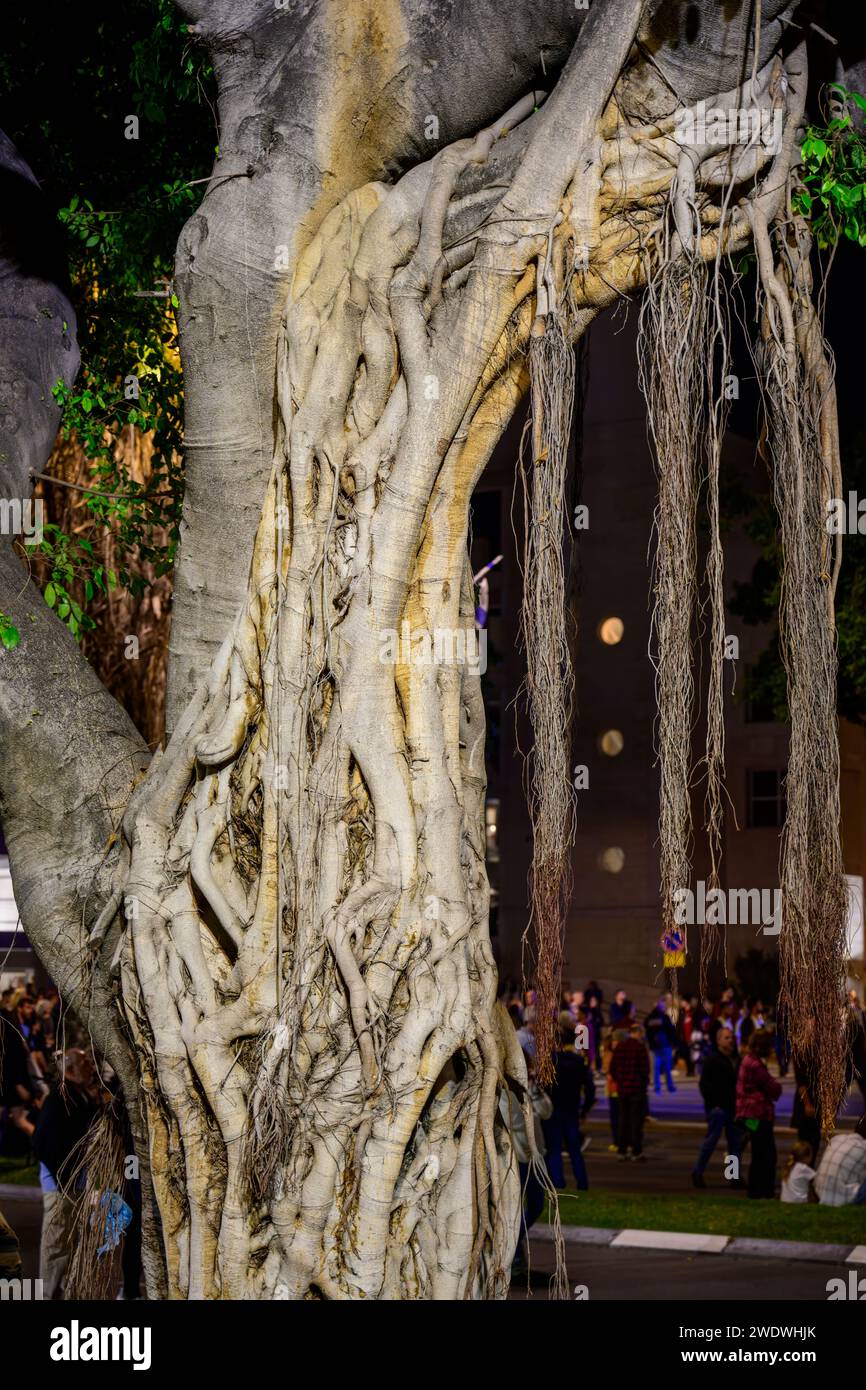 air roots of ficus tree in Tel Aviv Israel Stock Photo - Alamy