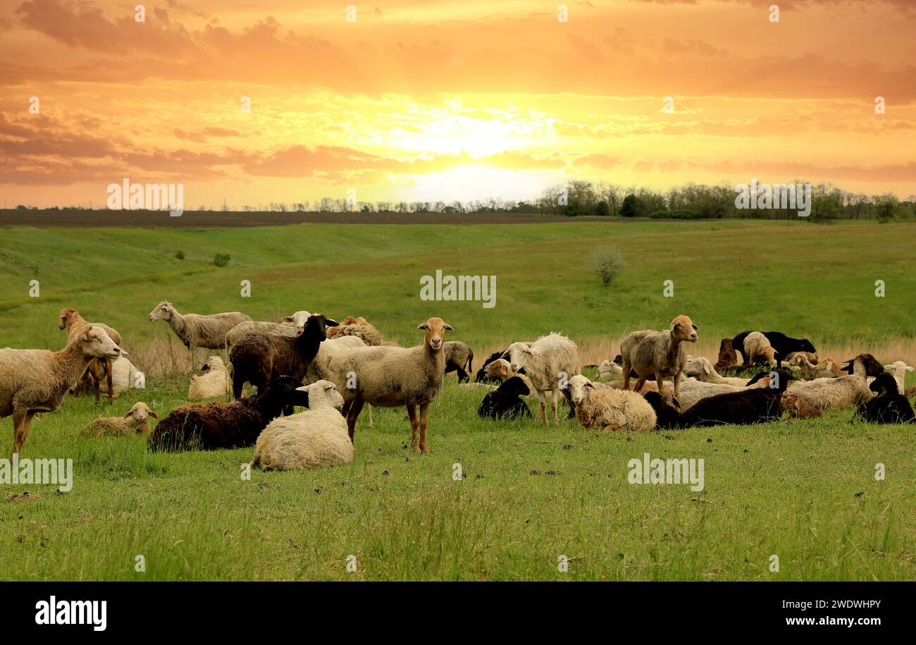 sheeps in the green pasture against sunset sky background Stock Photo ...