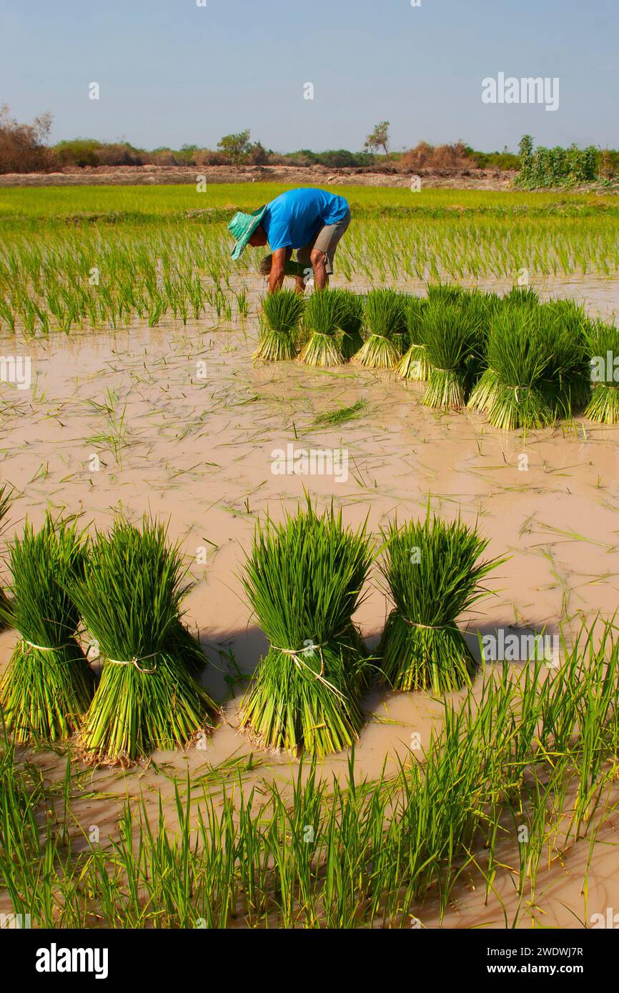 Was thailand farm hi-res stock photography and images - Alamy