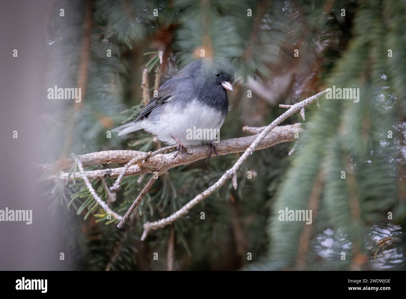 Dark-eyed junco Stock Photo - Alamy