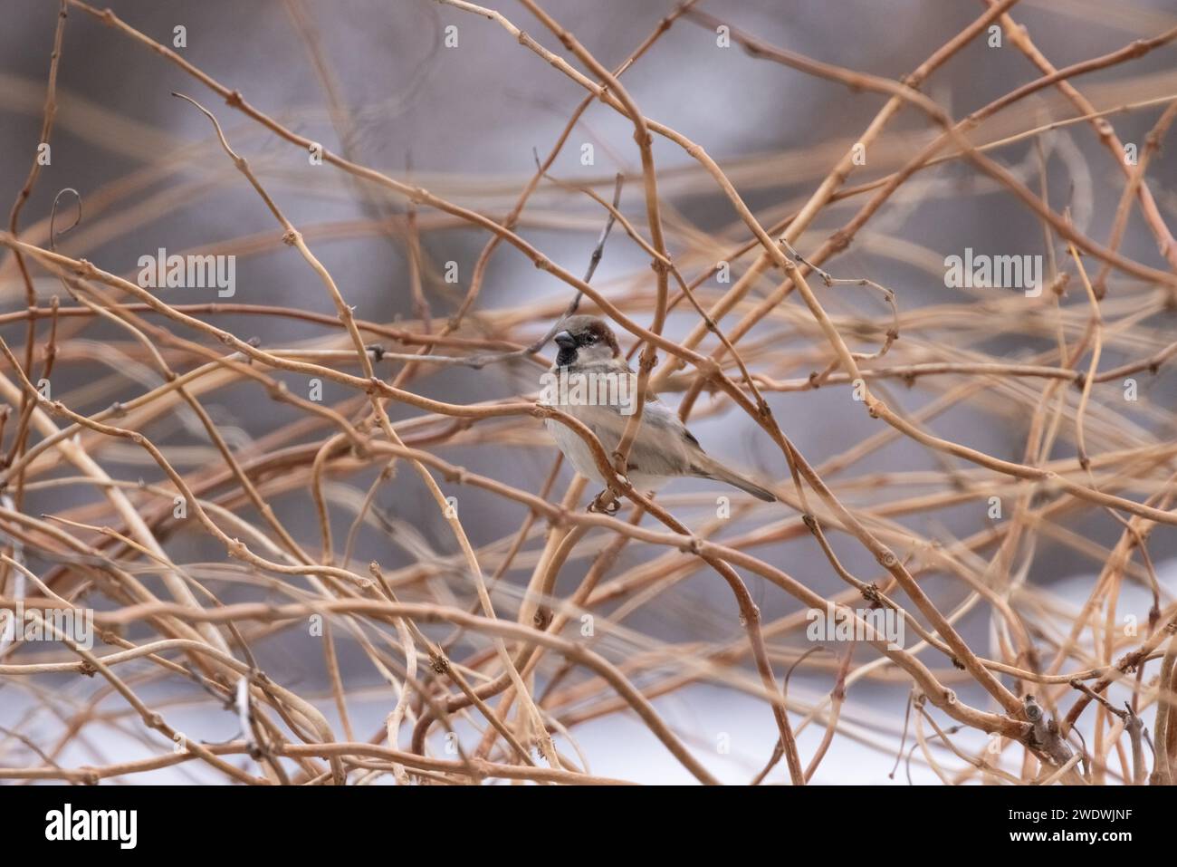 Species of sparrow hi-res stock photography and images - Alamy