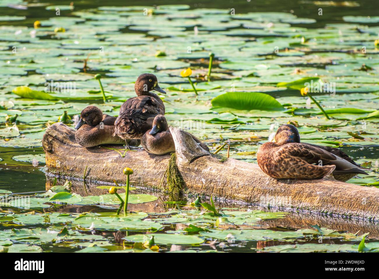 A group of tufted ducks and mallard duck in the wild. Tufted Duck ...