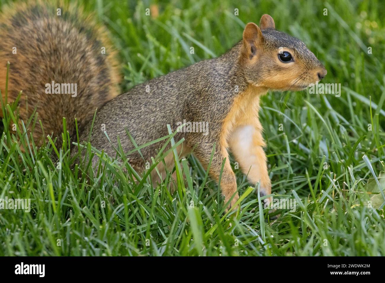 Squirrel foraging in lawn Stock Photo - Alamy