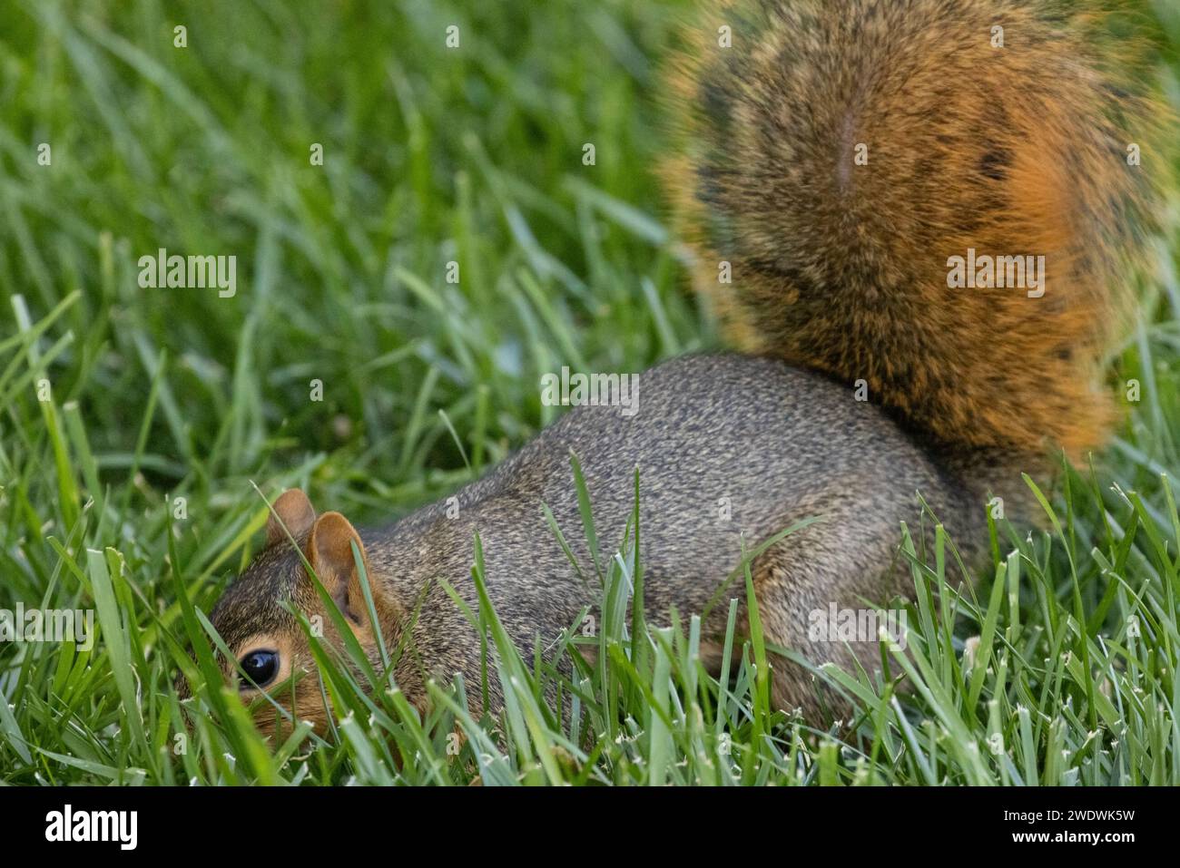 Squirrel foraging in lawn Stock Photo - Alamy