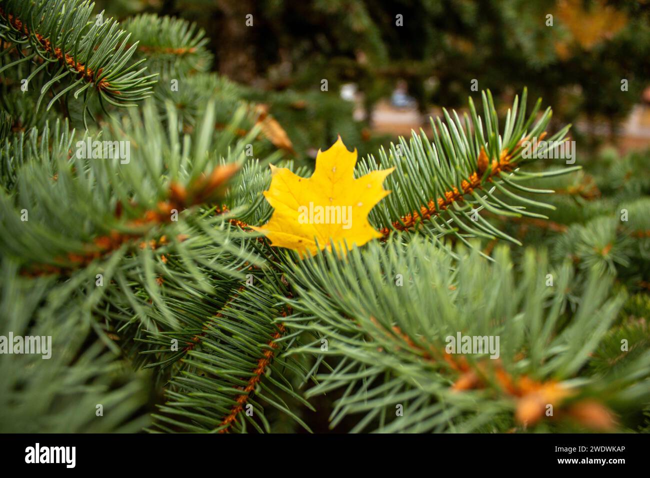 Wedge leaves hi-res stock photography and images - Alamy