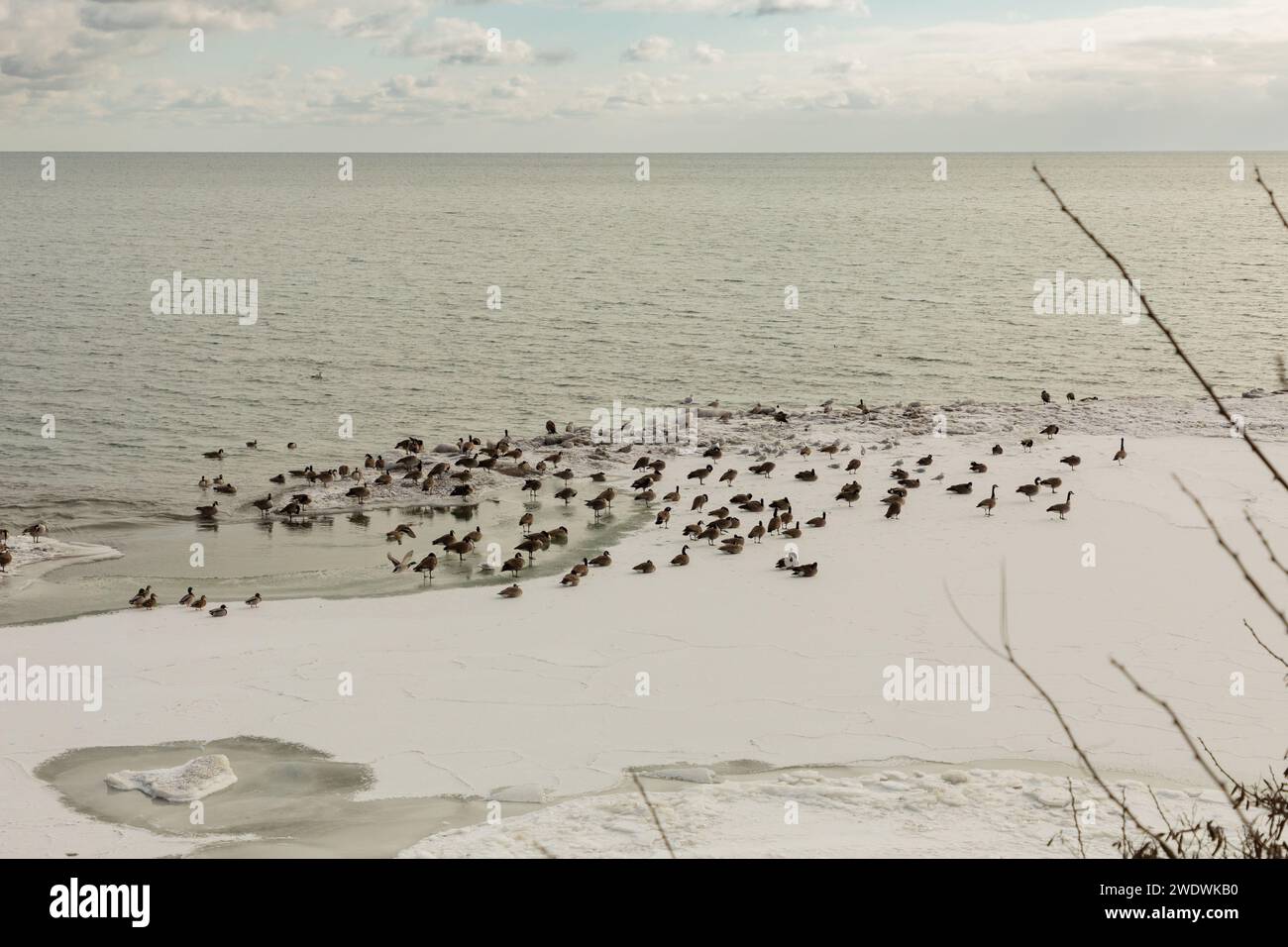 Canada geese and other birds seen along a winter-day shore of Lake ...