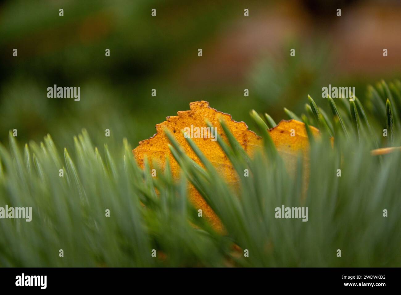 Wedge leaves hi-res stock photography and images - Alamy
