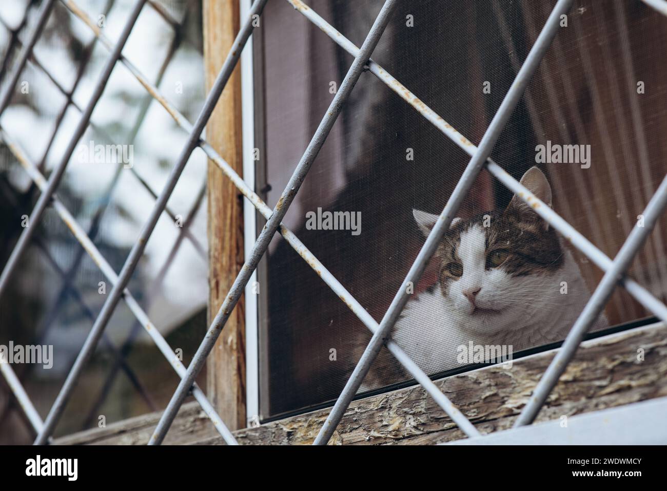 White cat behind bars hi-res stock photography and images - Alamy