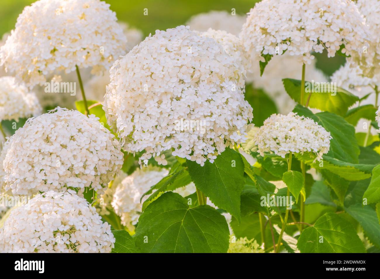Lush white and yellow hydrangea flowers in summer. White and yellow ...