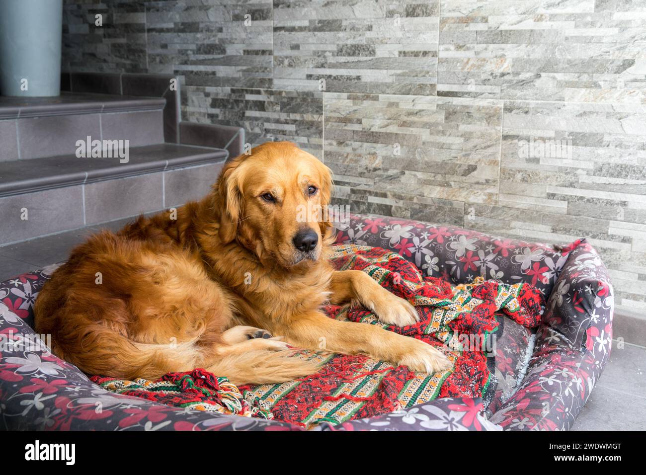 A golden retriever is resting on his bed Stock Photo - Alamy