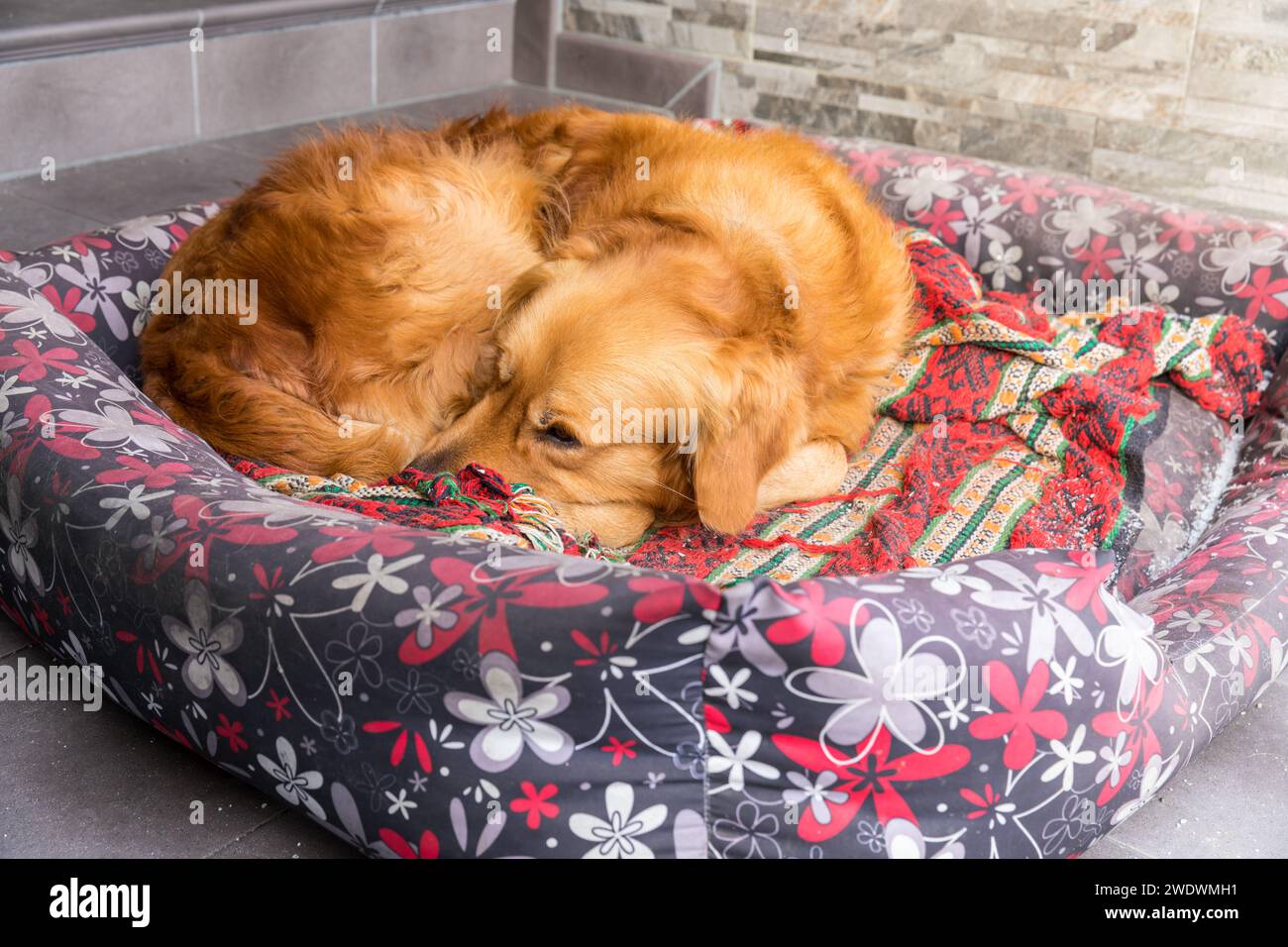 Golden retriever family companion hi-res stock photography and images ...