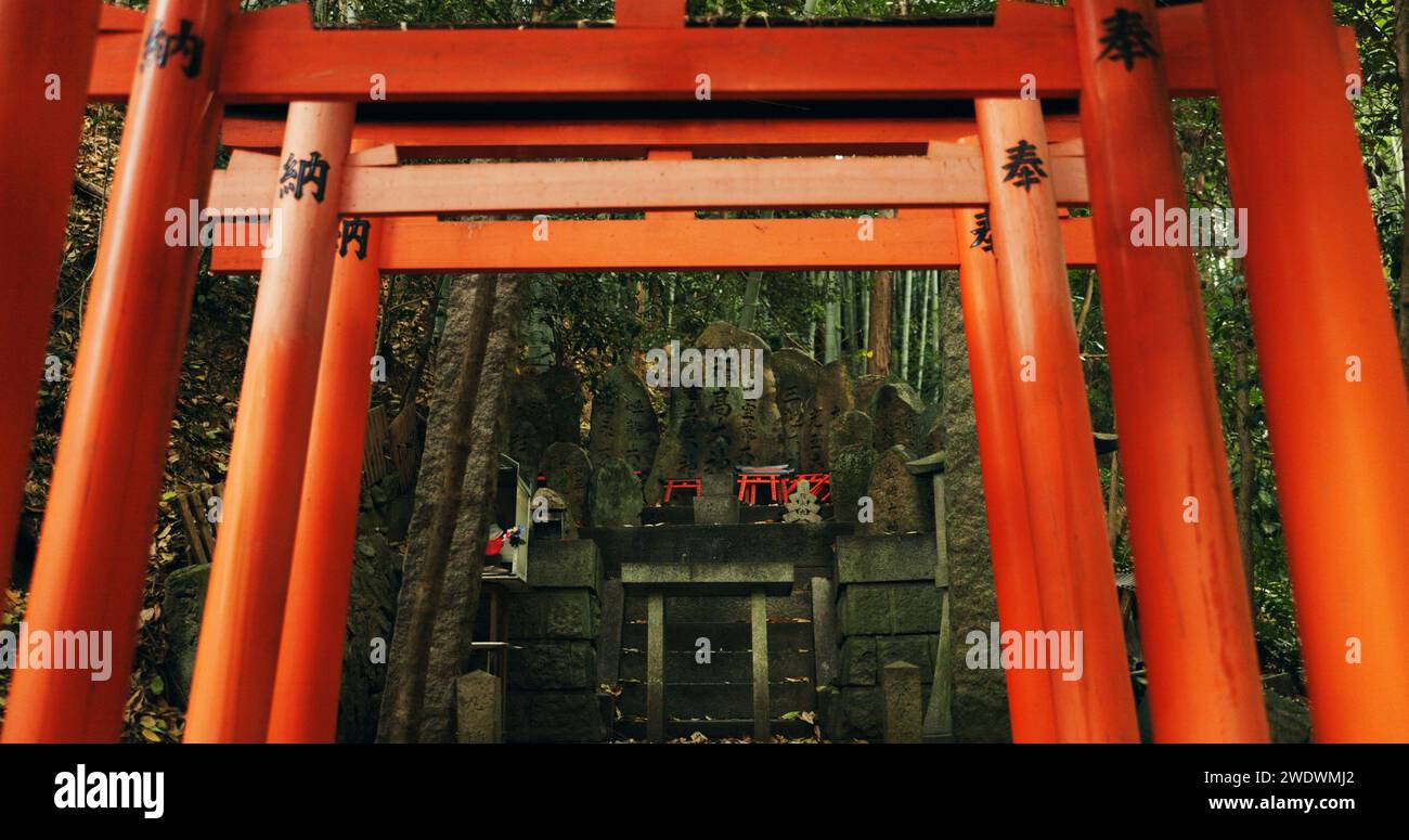 Nature, forest and Torii gate monument in Kyoto with peace, mindfulness ...