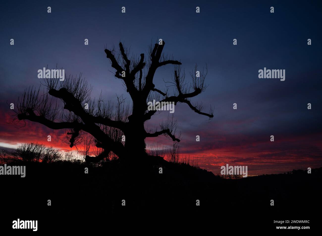Amazing sunset with silhouetted pollarded tree in foreground Stock ...