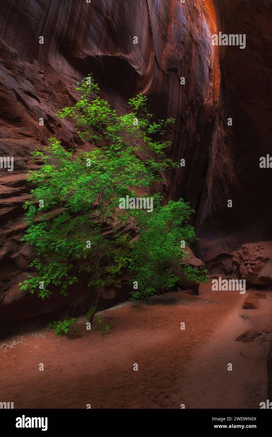 Red rock canyon flora hi-res stock photography and images - Alamy