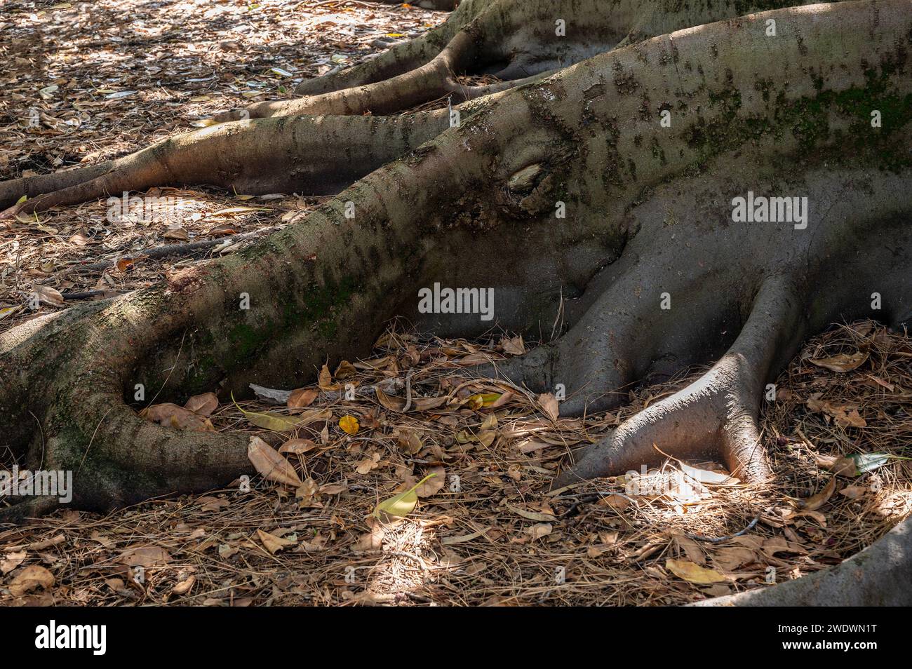 Amazing tree roots that resemble a sleeping elephant Stock Photo - Alamy