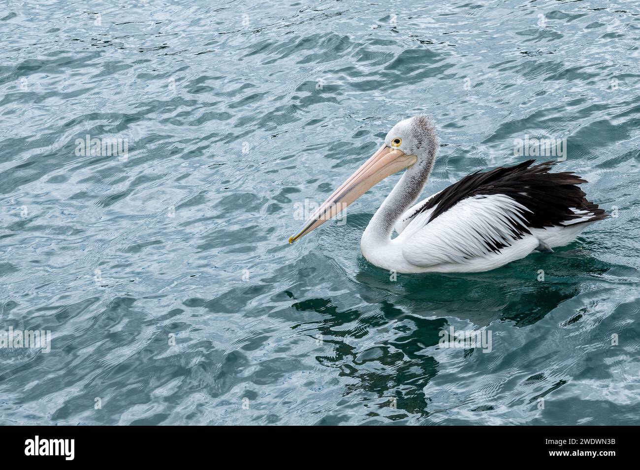 Mandurah pelican hi-res stock photography and images - Alamy