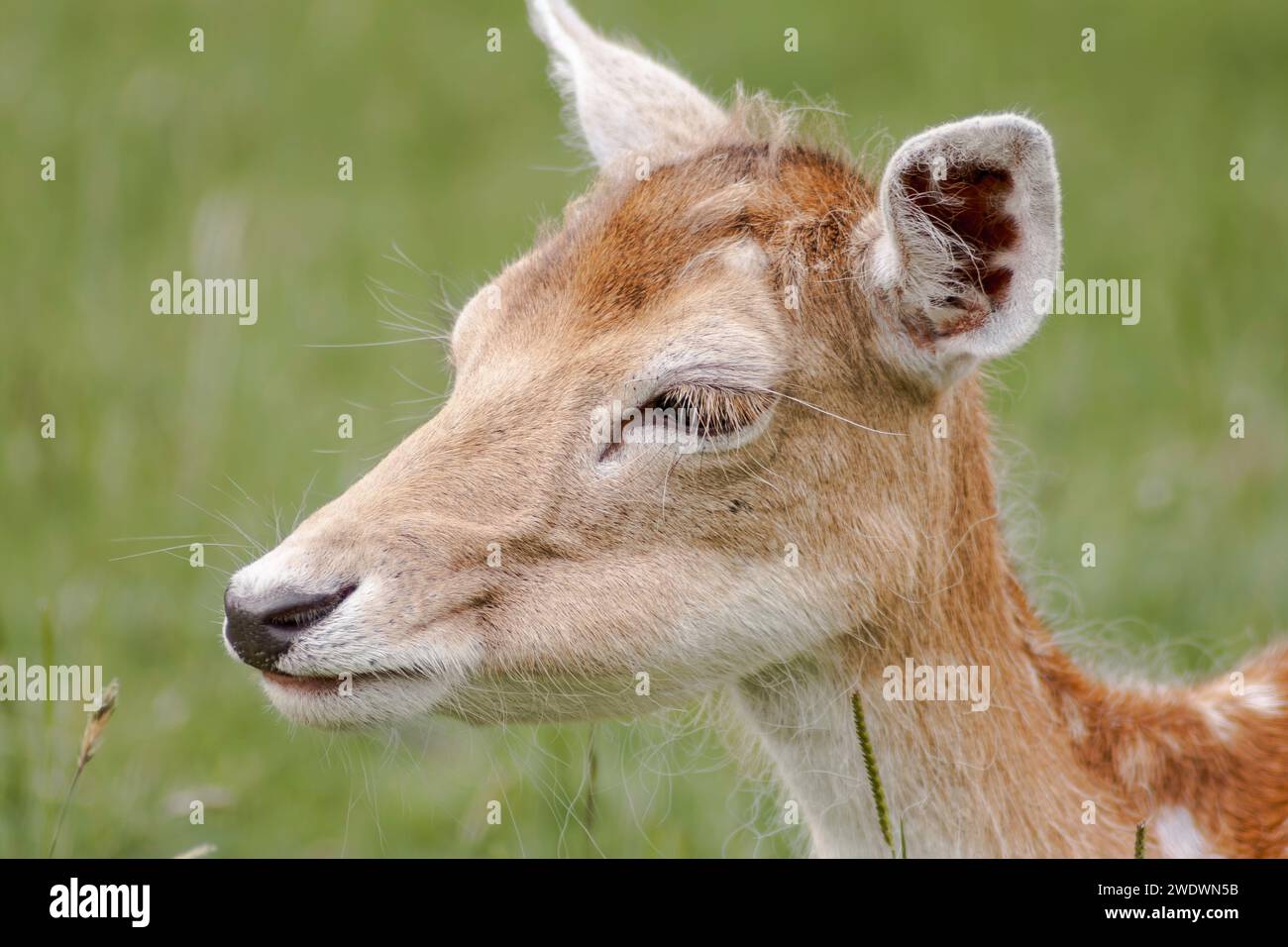 Red deer headshot hi-res stock photography and images - Alamy