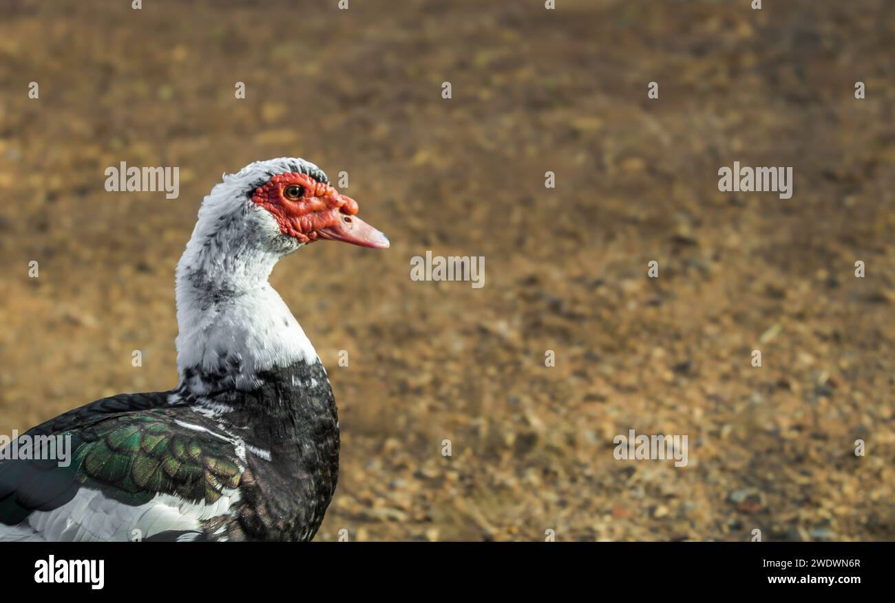 A muscovy duck Stock Photo - Alamy