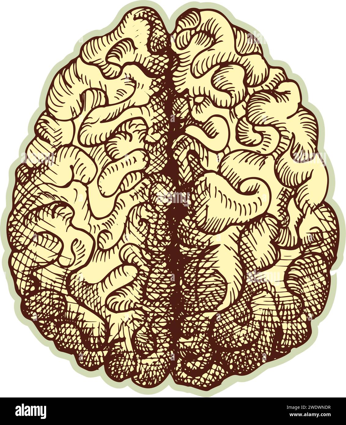 Sticker of human brain. Vintage anatomy engraving sketch organ isolated ...