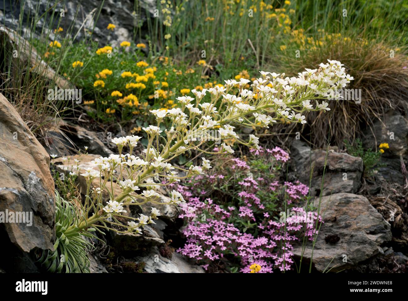 Corona de rey (Saxifraga longifolia) is a perennial herb endemic to ...