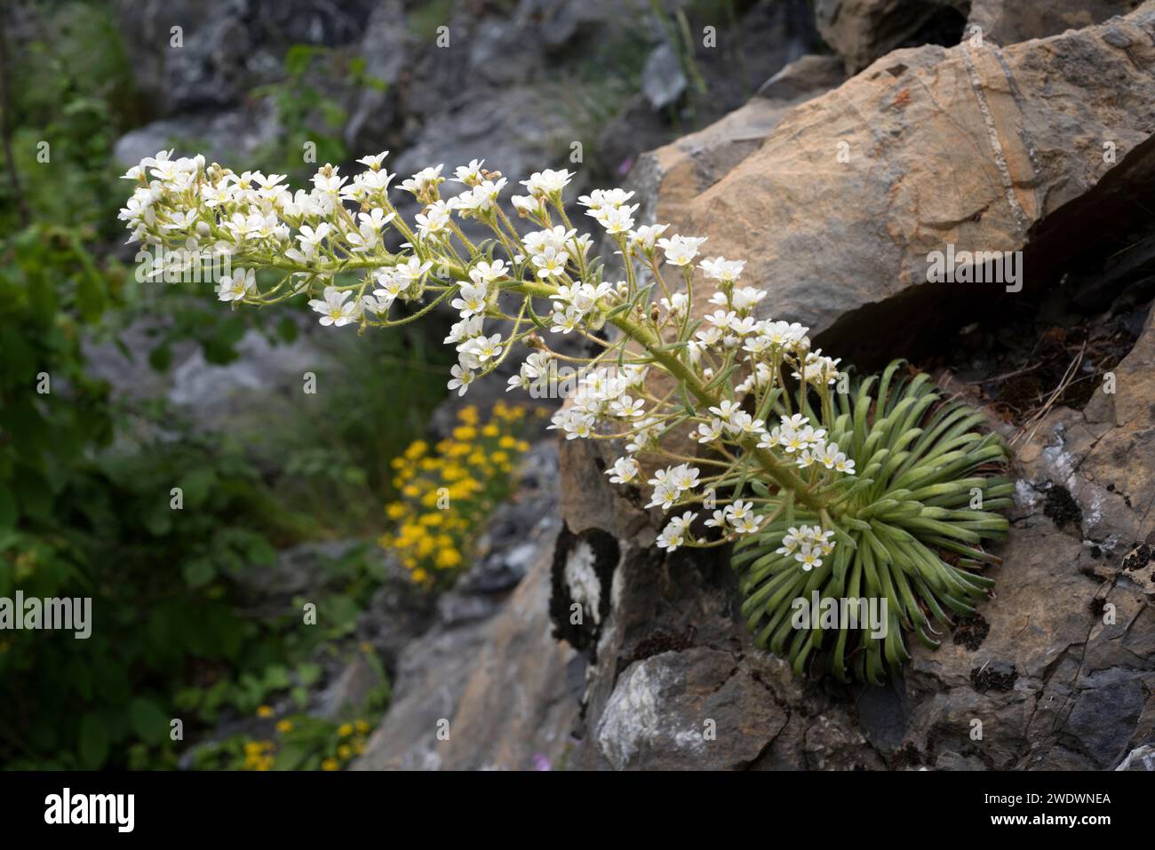 Corona de rey (Saxifraga longifolia) is a perennial herb endemic to ...