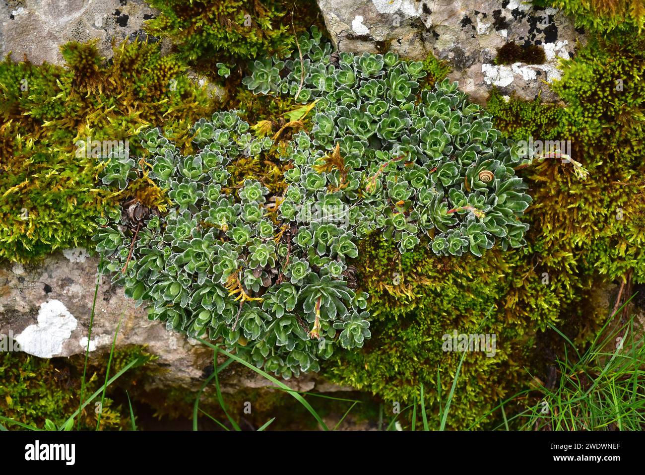 Alpine saxifrage (Saxifraga paniculata) is a perennial herb native to ...